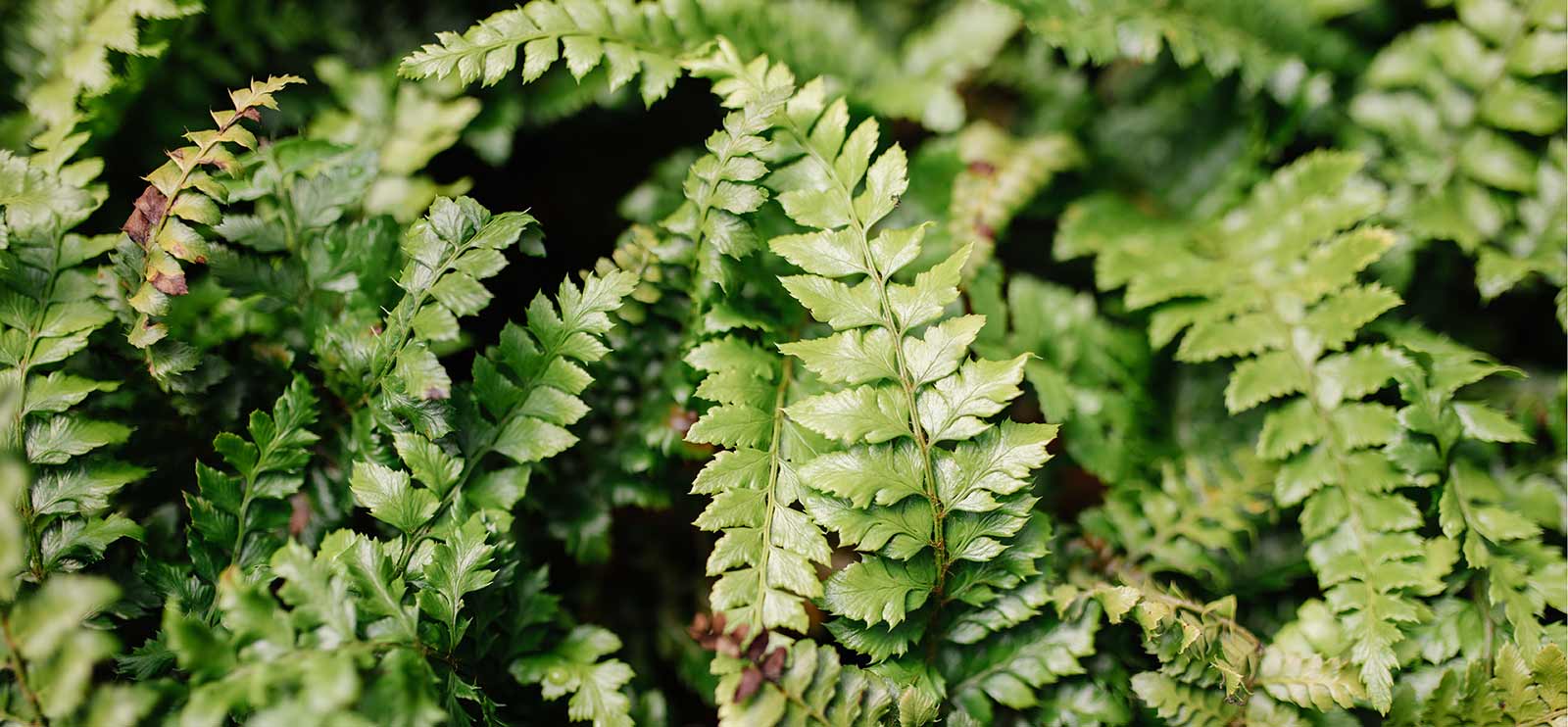 Ferns Plant Care| Cedar Rim Nursery | Langley, BC