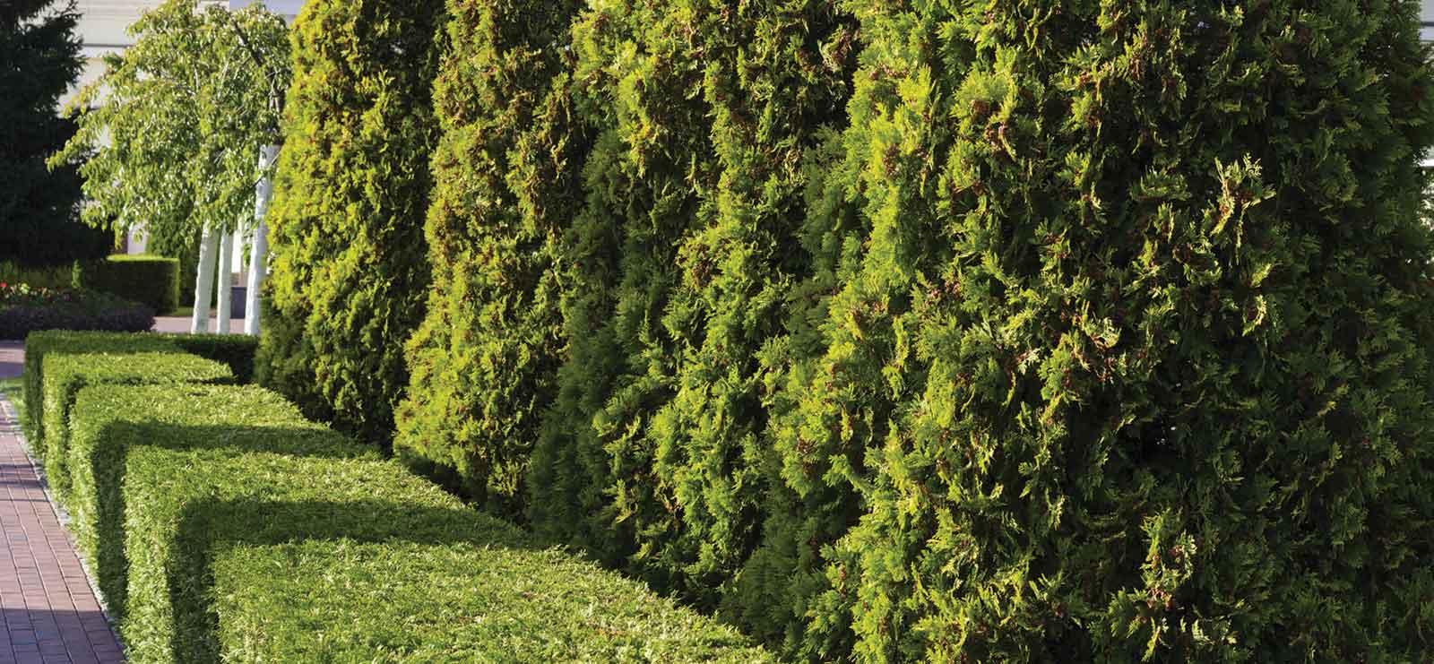 Hedging Plant Care| Cedar Rim Nursery | Langley, BC