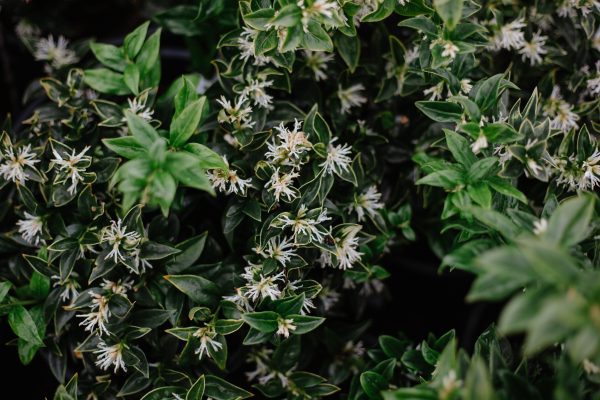 Get in your Garden with our February checklist | Cedar Rim Nursery