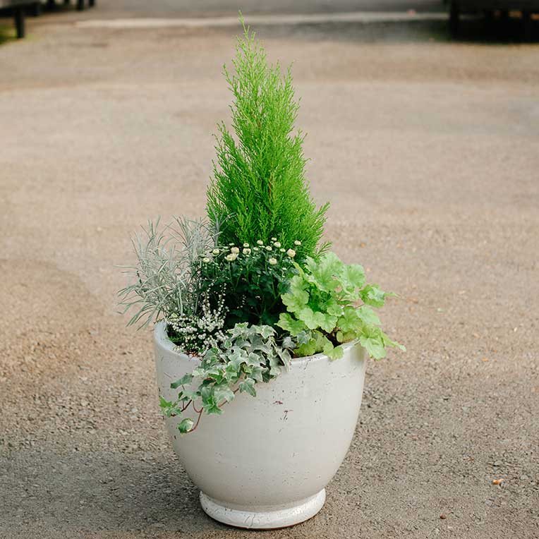 Adult Workshop: Fall Container Design | Cedar Rim Nursery