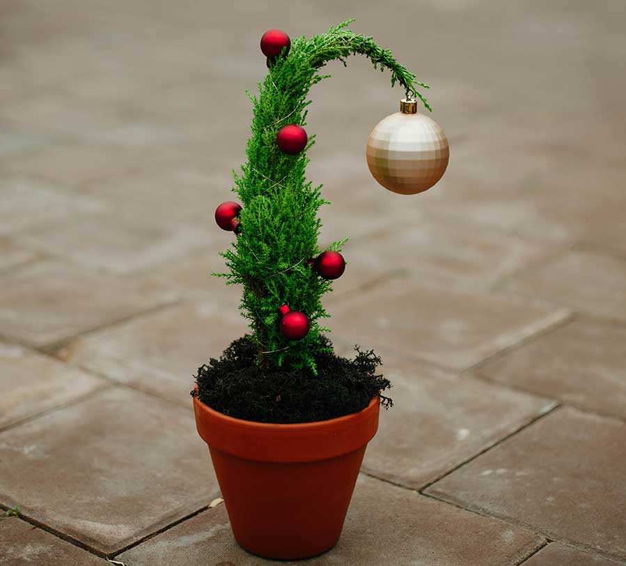 Kids Workshop: Grinch Tree | Cedar Rim Nursery